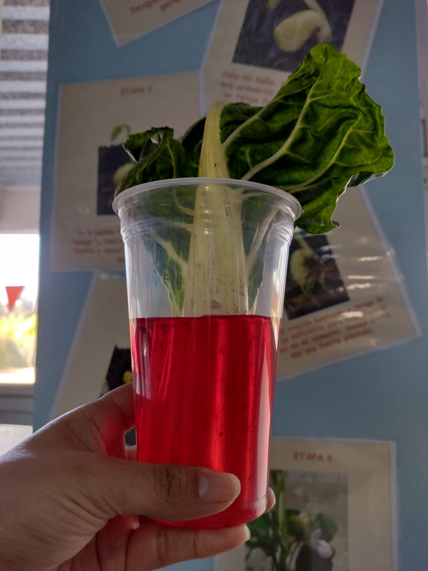 SOMOS BOTÁNICOS (ACTIVIDAD 1° BÁSICO) – Colegio Entre Valles